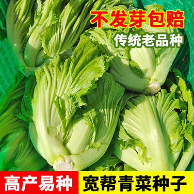 四川宽帮青菜种子蔬菜种子