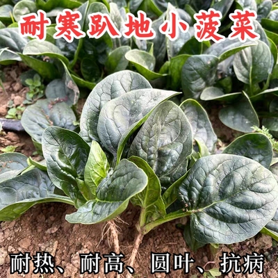 趴地菠菜种子红根黑叶塌地波菜种子籽耐热耐寒秋冬季肉厚农家菜籽