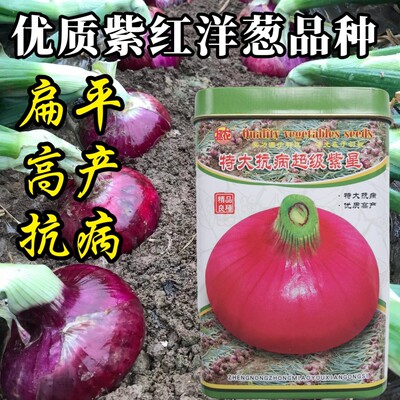 紫红洋葱种子特大抗病紫星扁平