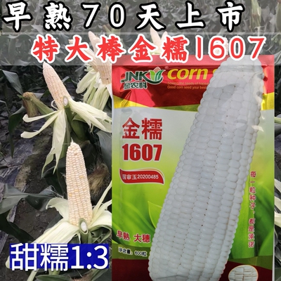 早熟香甜糯玉米糯玉米种子金农科