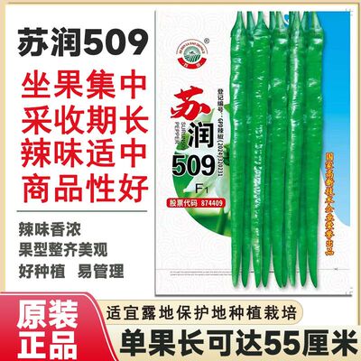 苏润509高产超长特大薄皮线椒种子正宗加长果条椒基地辣椒籽高产