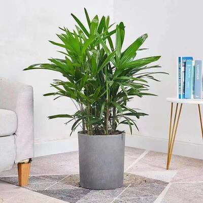 棕竹盆栽金山室内植大型绿