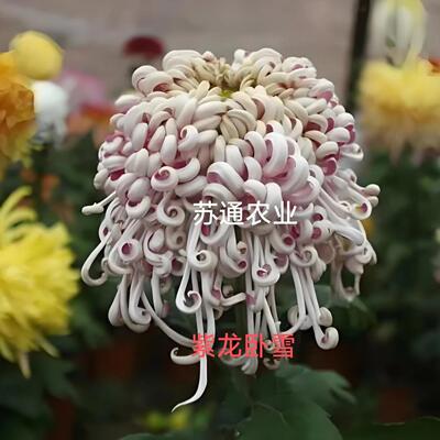大菊花苗紫龙卧雪菊花苗