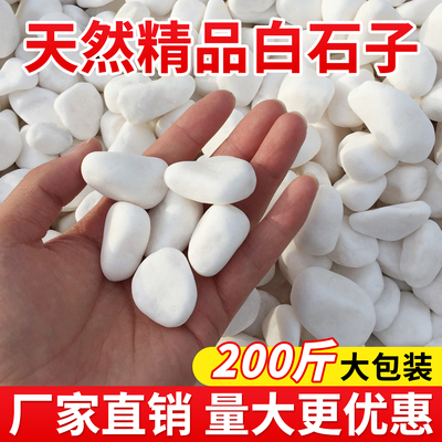 200斤白色石子石头大鹅卵石造景景观白石子庭院铺路铺地小白石头