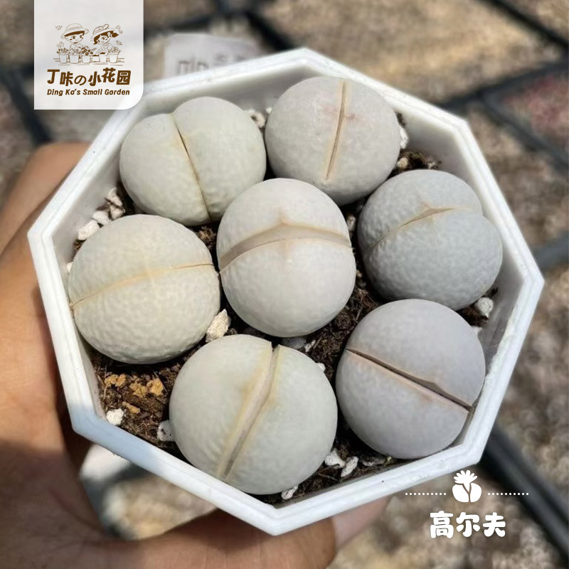 丁咔高尔夫生石花多肉植物花卉绿植盆栽创意微景观阳台桌面室内