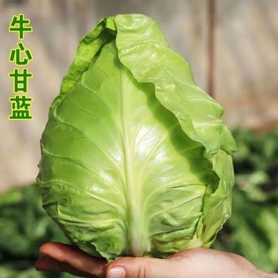 正宗特大尖头牛心包头菜