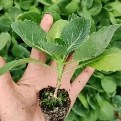 牛心甘蓝秧苗尖包苗耐寒