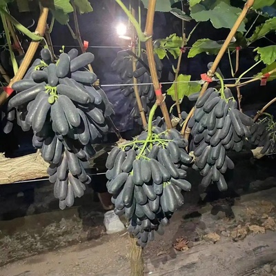 金手指金手指黑提葡萄苗四季爬藤