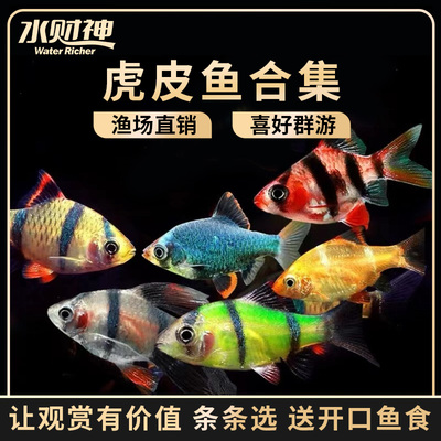 观赏鱼水财神虎皮鱼热带鱼