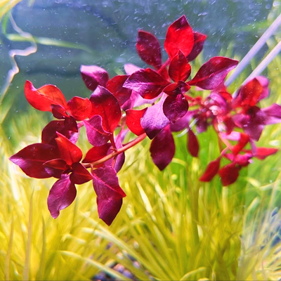 紫红丁香水草水下叶新手荷兰鱼缸造景景草缸淡水造景阳性好养增氧