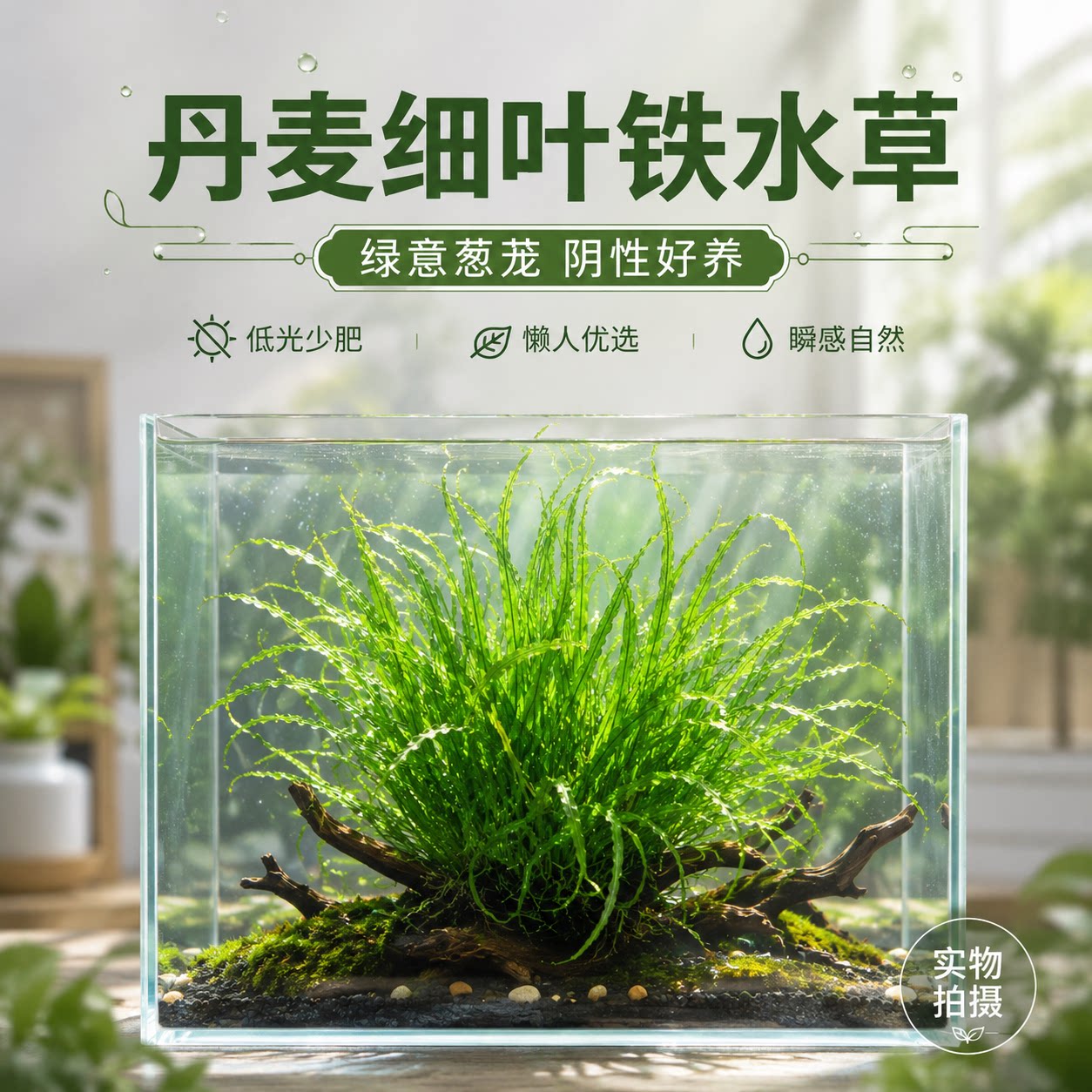 丹麦细叶铁皇冠水草好养增氧水下叶新手懒人鱼缸草缸淡水造景阴性