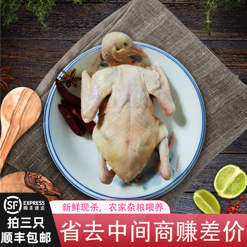 新鲜乳鸽生鲜鸽子肉现杀农家散养煲汤滋补白鸽老鸽土鸽顺丰包邮