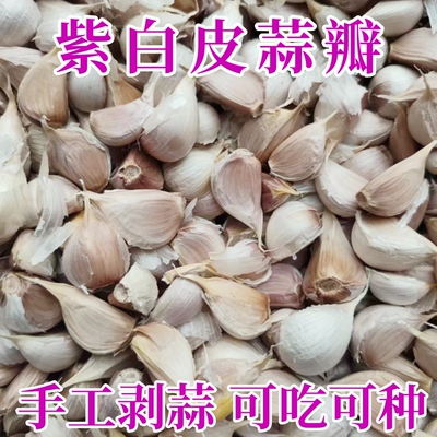 今年新蒜瓣农户自留大蒜种出蒜苗