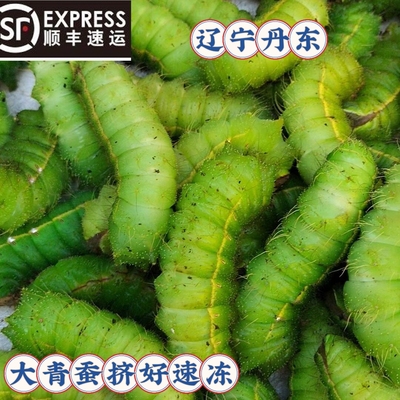 柞蚕山上大蚕蚕蛹大青虫蚕宝宝清理干净的自家大蚕顺丰