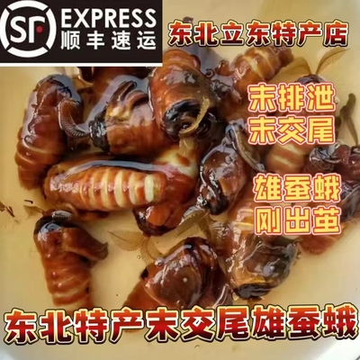 纯雄末交尾雄蚕蛾泡酒料养生柞蚕原蚕蛾公蛾滋补品原浆中药材