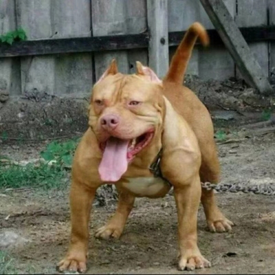 比特犬幼犬比特犬纯种幼犬打猎比特犬斗狗比特犬活体纯种比特狗粮