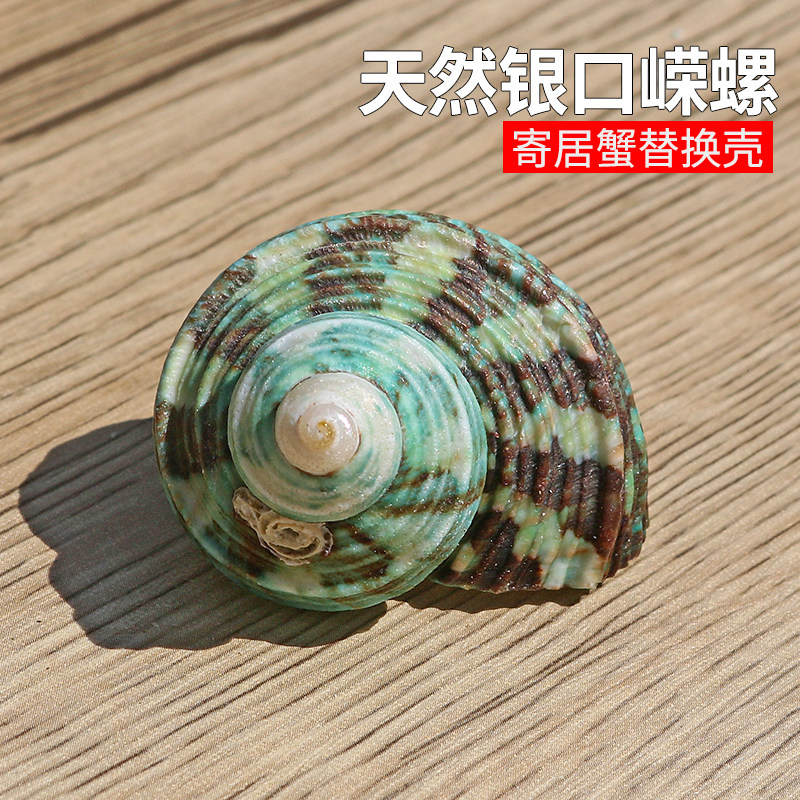 银口嵘螺天然小海螺贝壳标本鱼缸造景装饰摆件卷贝鱼寄居蟹替换壳