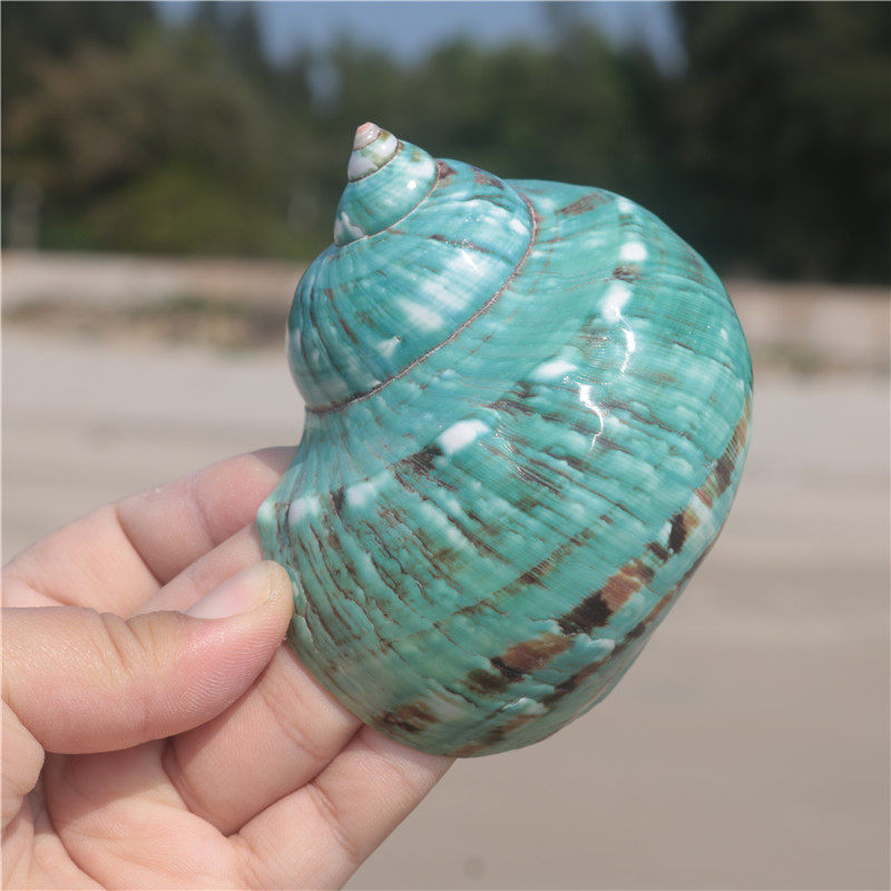 抛光绿螺海螺贝壳抛光绿螺水族鱼缸造景地中海家居摆件寄居蟹壳