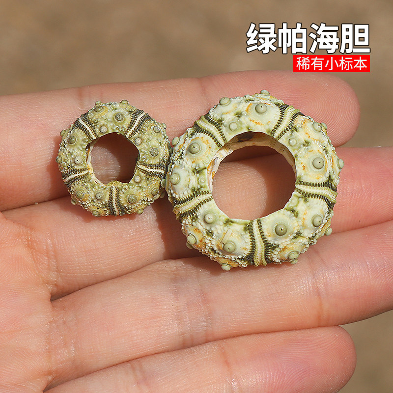 绿色头帕海胆稀有异色天然海胆壳家居收藏装饰造景儿童科普海螺