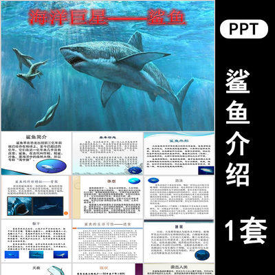 儿童认识鲨鱼介绍科普ppt小学科普知识海洋动物模板家长进课堂ppt