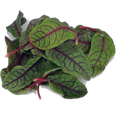 新鲜红脉酸膜叶80片酸模叶