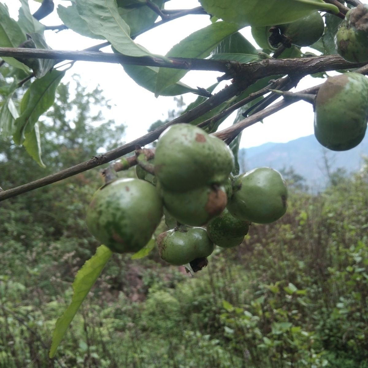 古树茶果茶籽绿茶籽新鲜绿籽可种可洗发护养发发现采现发包邮