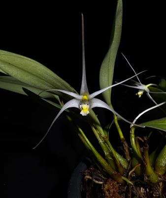 新几内亚流星石斛Dendrobium ajoebii 