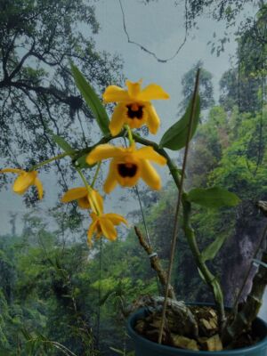 黑喉石斛Dendrobium ochreatum Lindl一盆#洋兰#石斛兰