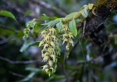 梳唇石斛珍虫石斛 Dendrobium strongylanthum