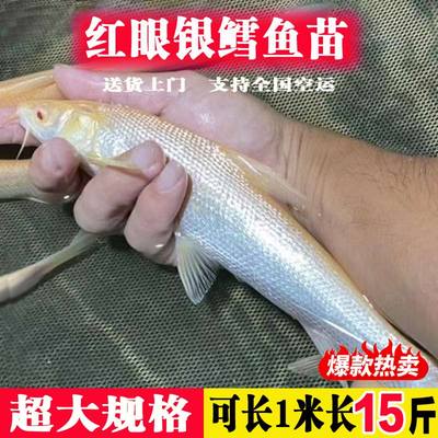 悦芝蓝赤目红眼银鳕鱼苗金丝鳕鱼