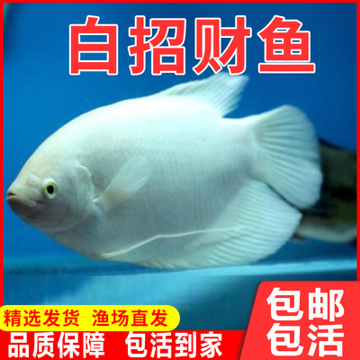 战船招财鱼观赏鱼招财鱼