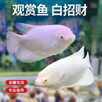 白招财战船鱼大型热带观赏鱼