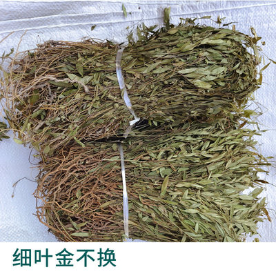 野生细叶瓜子金 包邮 小叶金不换 来马回 勒马回 辰砂草 小金牛草