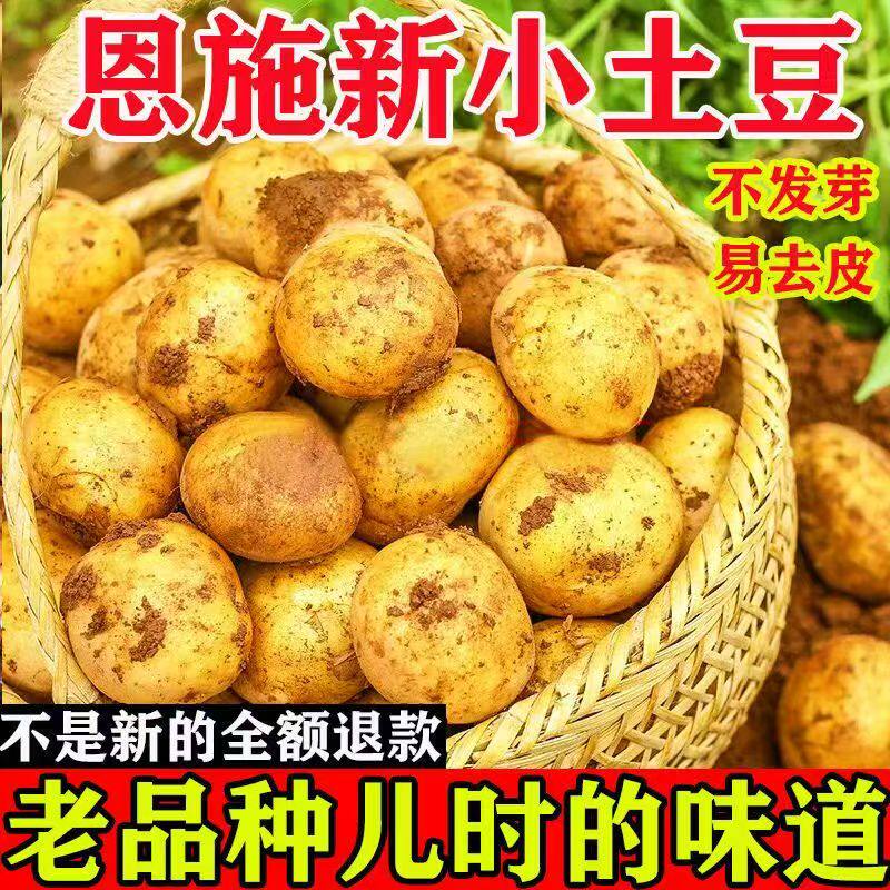 【马尔科】湖北恩施高山黄心小土豆农家自种马铃薯硬币小土豆蔬菜