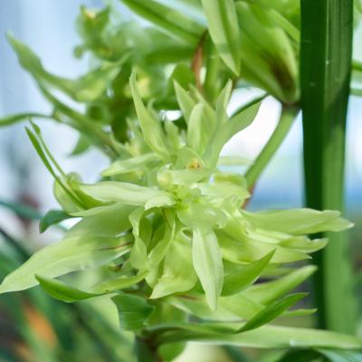 带花苞浓香兰花春兰奇花花开富贵