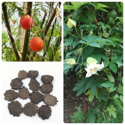 果树种子木鳖果树种子木鳖