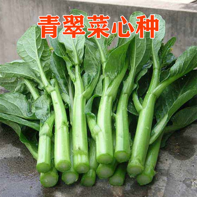青翠菜心种子粗条圆叶49-28油青甜菜心种早熟四九菜心250g