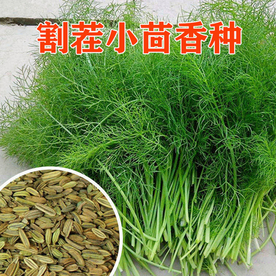 割茬小茴香种子耐寒耐热速生高产多次收割四季可种蔬菜种籽