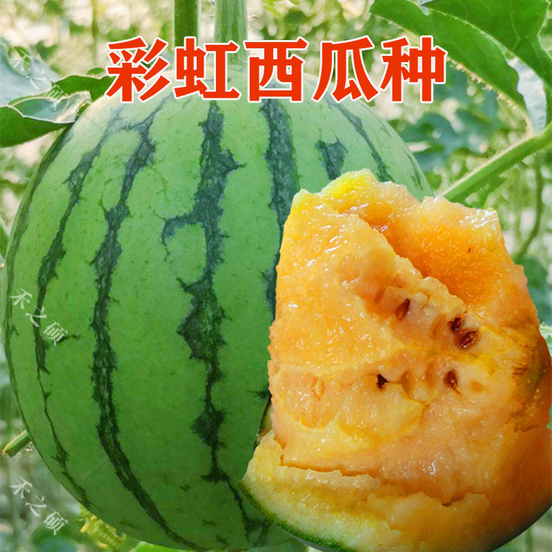 彩虹瓜之宝西瓜种子高档礼盒西瓜橙黄瓤皮薄冰淇淋口感西瓜种
