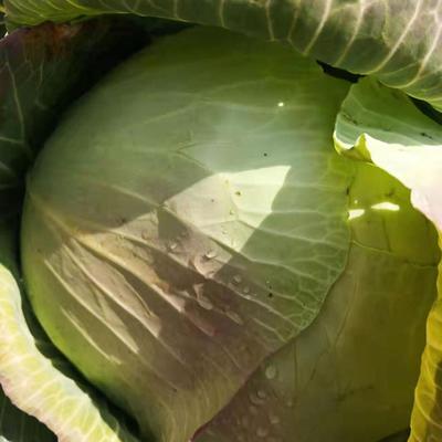 莲花白农家菜无农药化肥新鲜蔬菜