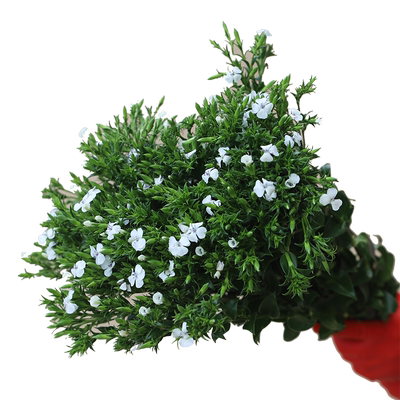 采曼剑兰教师节送保鲜剂