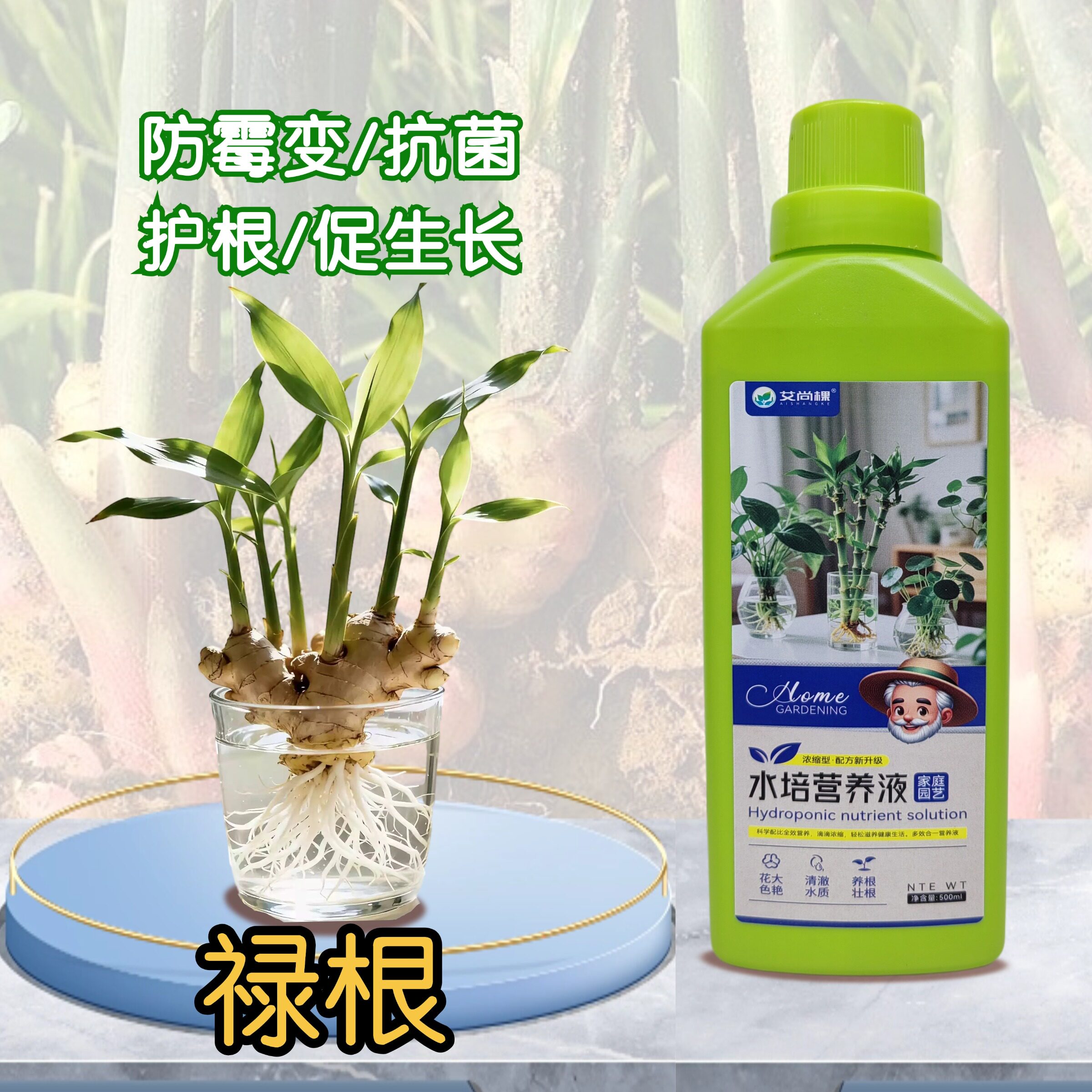 禄根姜生姜水培营养液室内专用一桶姜山盆栽盆景液体肥料