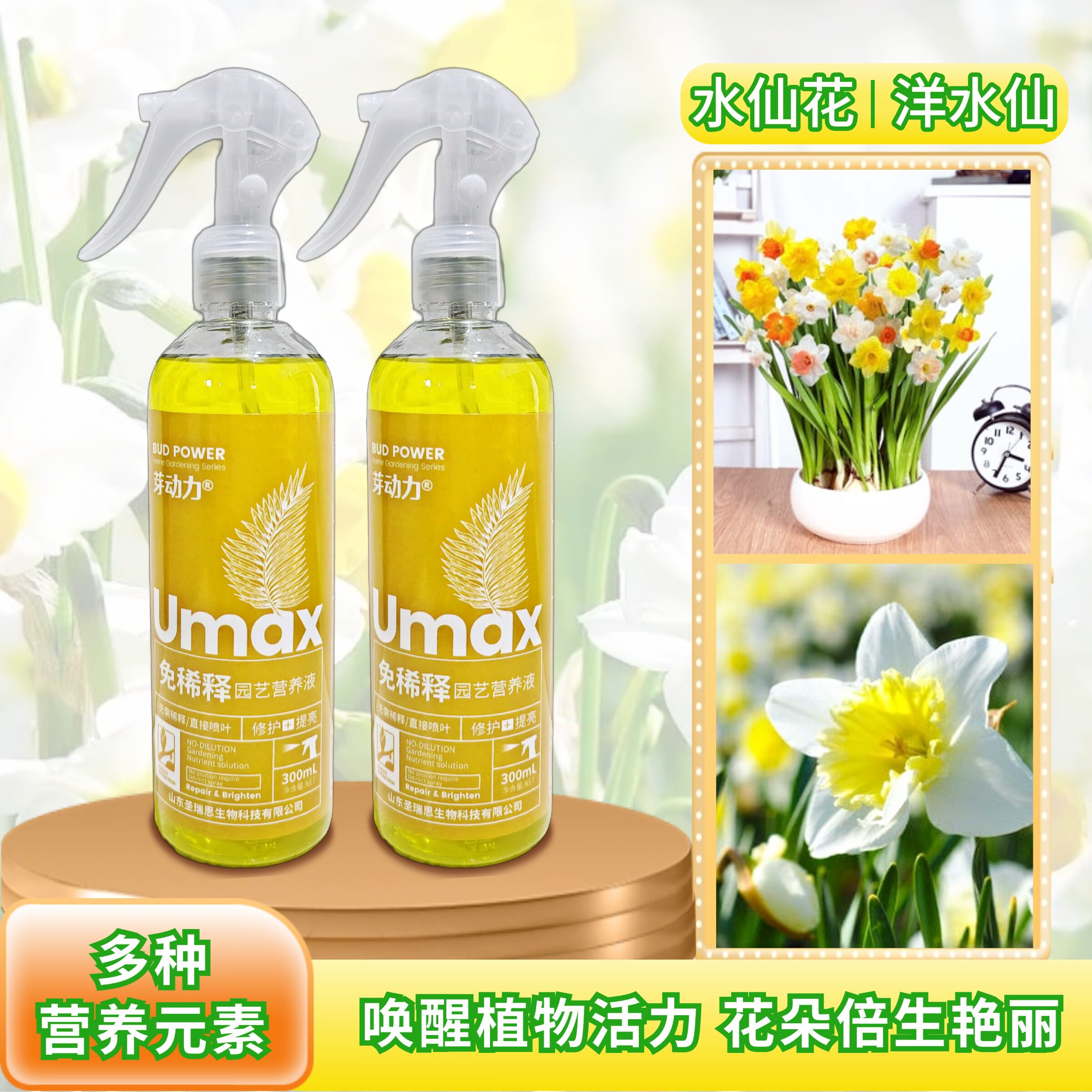 水仙花洋水仙免稀释营养液漳州重瓣种球盆栽水培养专用喷施叶面肥
