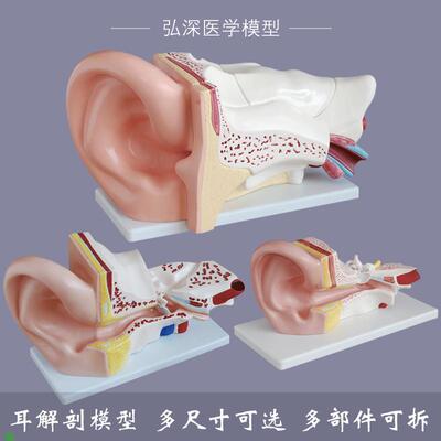 耳朵模型人体耳部解剖结构放大外中内耳I道采耳五官医学教学模玩
