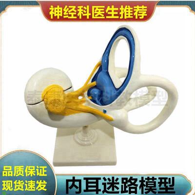 耳朵迷路放大模型内耳结构耳蜗骨半规管膜人U体耳模型神经科