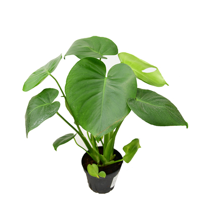 龟背竹 Monstera deliciosa 网红室内绿植大型盆栽