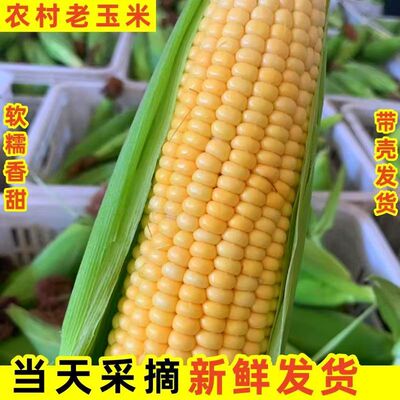 贵州毕节新鲜老品种黄糯玉米包谷棒子贵州高山玉米应季带壳黄苞谷
