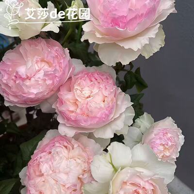 佩尔朱克月季花苗粉色