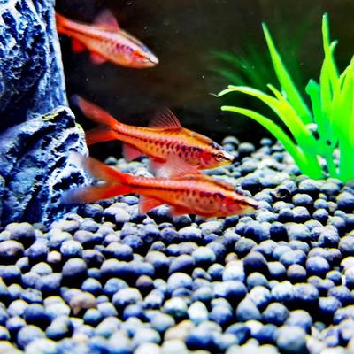 长尾樱桃灯鱼红玫瑰鱼草缸精灵小型鱼活体热带观赏鱼灯科鱼包邮