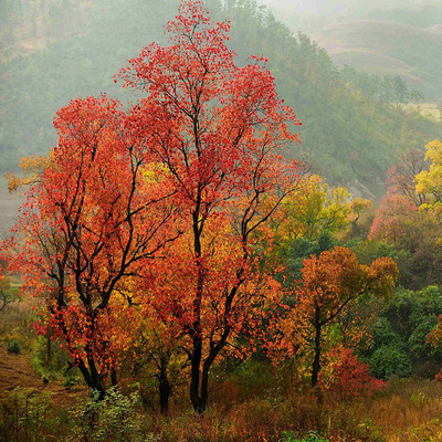 珍惜树种乌桕树苗南方北方均可种植乌桕苗乌桕树大型工程绿化苗